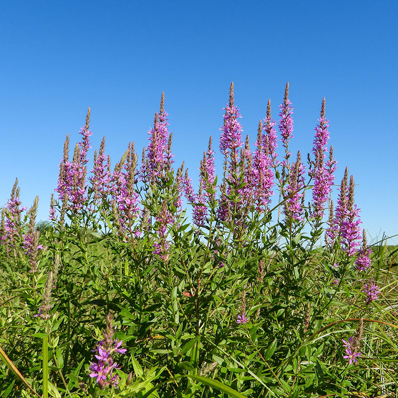 About - Invasive Species Collaborative At Virginia Tech